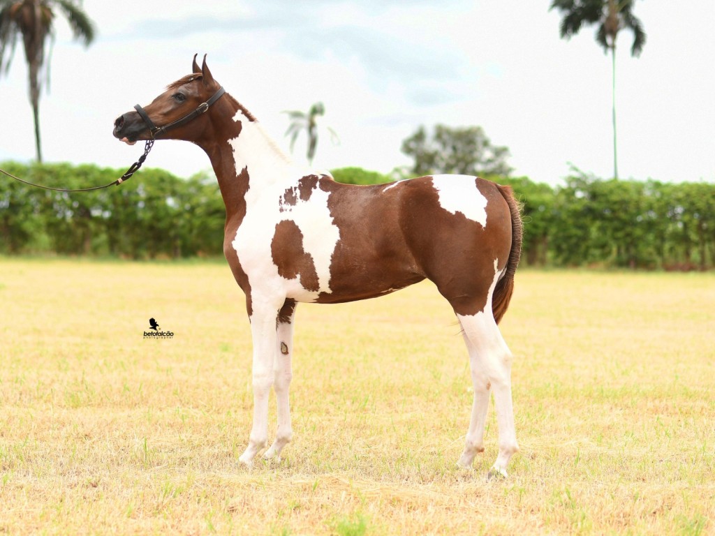 LOTE 10 | HONDURAS DA BRAIDO (T.E.) (LEILÃO COLORINDO COM RAÇA HARAS ...